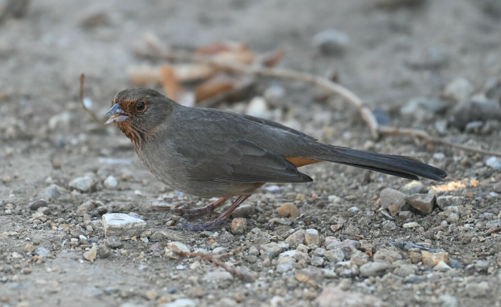 California Towhee from Eastern Malibu, Malibu, CA, USA on December 12 ...