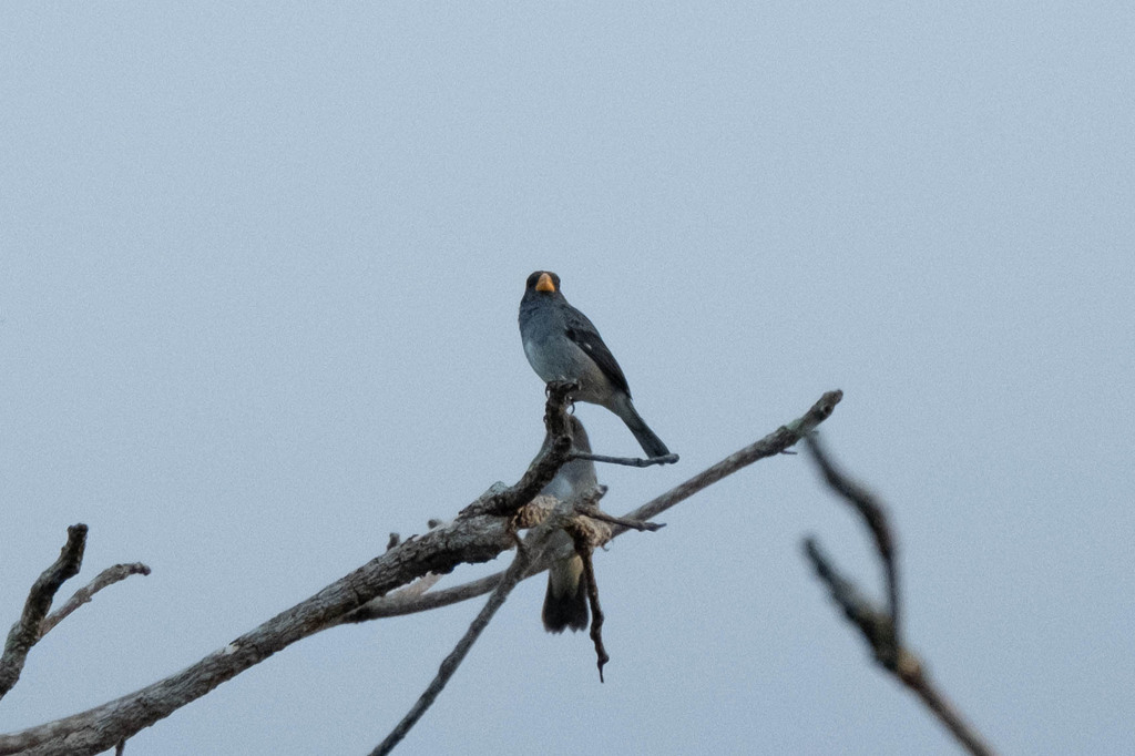Gray Seedeater from Santa Marta, Magdalena, Colombia on December 4 ...