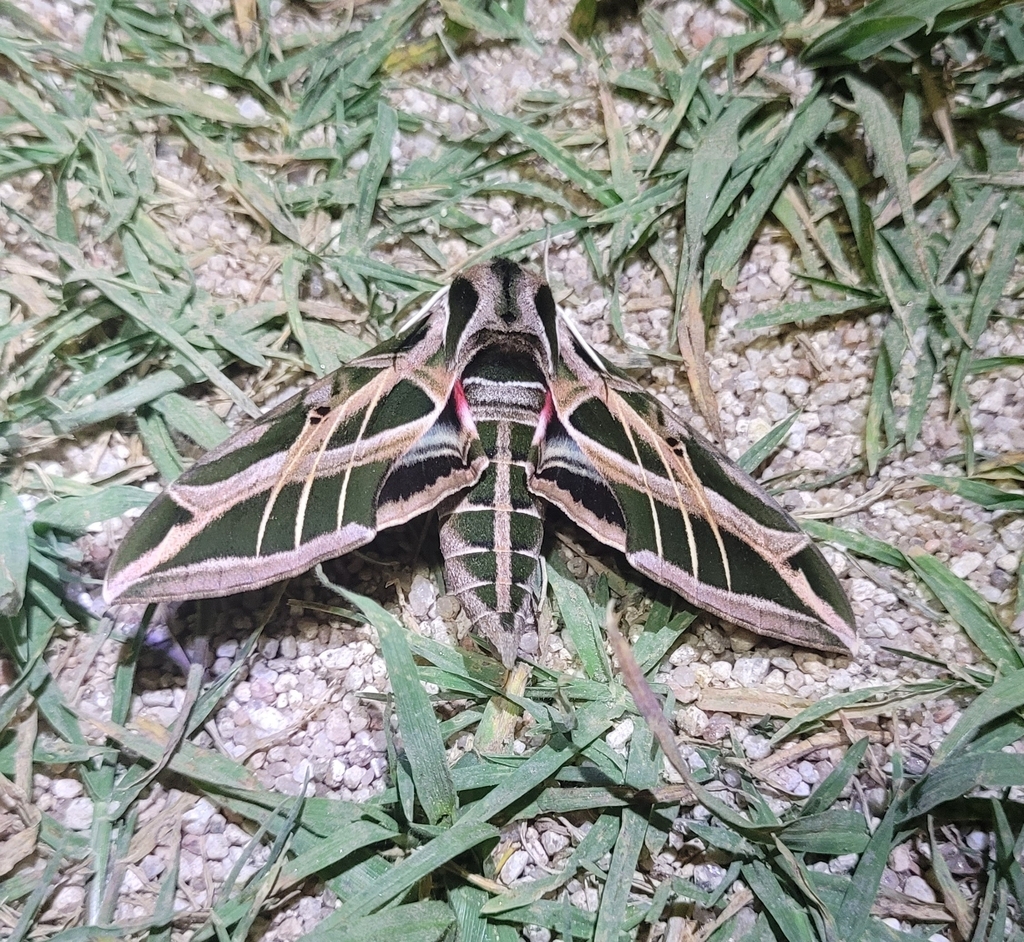 Vine Sphinx from Colón, Córdoba, Argentina on December 12, 2023 at 11: ...