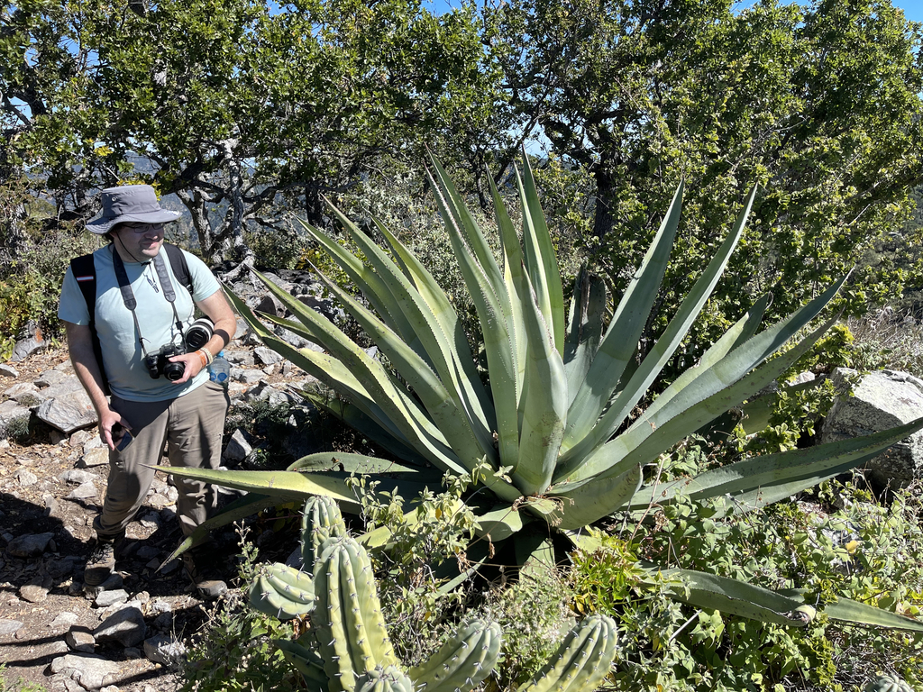 Agave aurea promontorii in December 2023 by Glenn Ehrenberg · iNaturalist