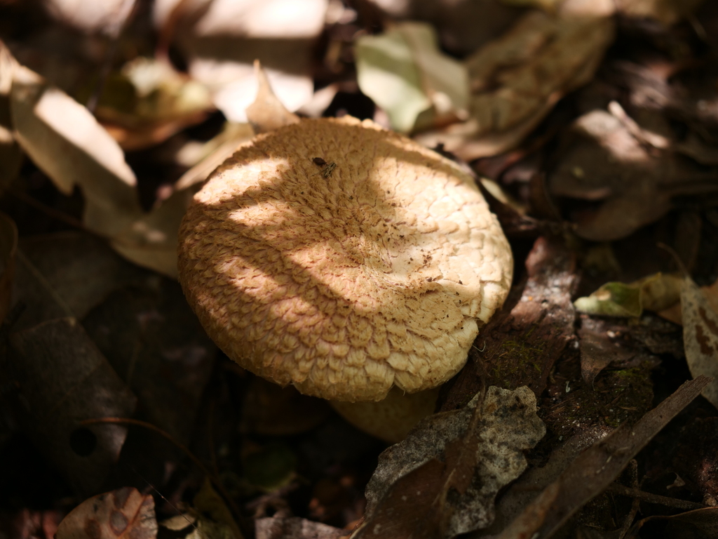 Boletellus ananiceps from Ocean Beach WA 6333, Australia on December 12 ...