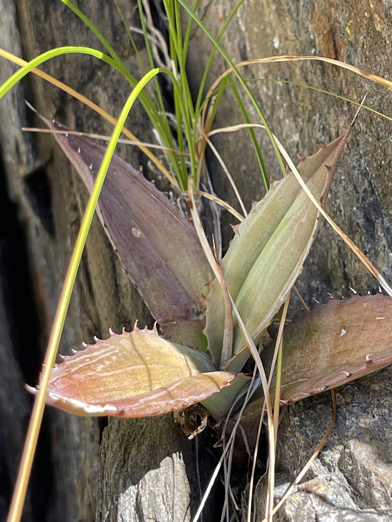 Agave aurea promontorii in December 2023 by Glenn Ehrenberg · iNaturalist
