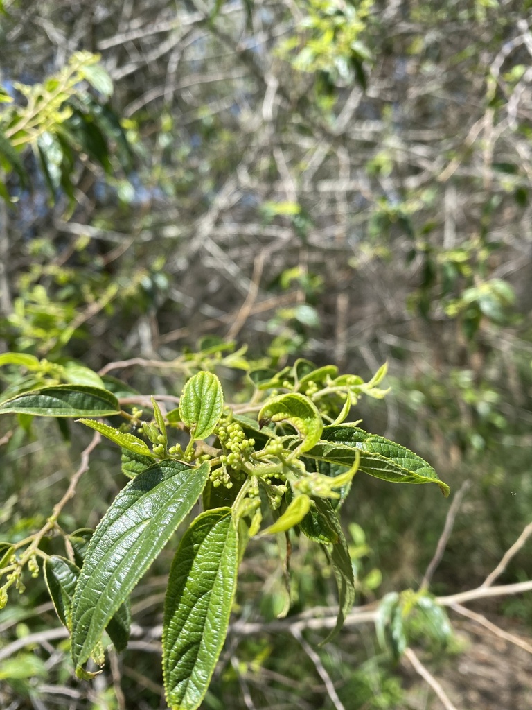 Nettle Tree from Timothy Ct, Slacks Creek, QLD, AU on November 3, 2020 ...