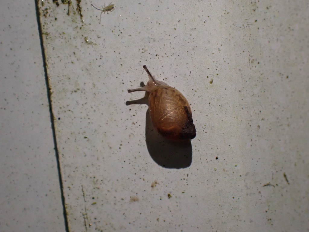 Amber Snails from Alajuela Province, La Fortuna, Costa Rica on November ...