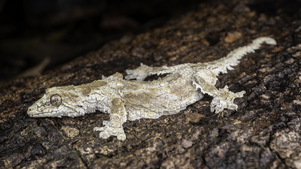 Sabah Flying Gecko from 马来西亚沙巴建宁欧 on July 21, 2023 at 11:35 PM by ...