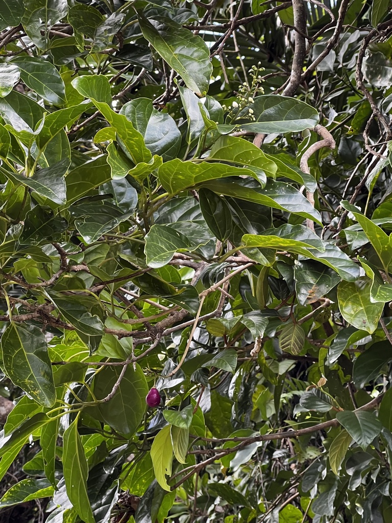 Gmelina palawensis from Babeldaob, Palau, PW on December 13, 2023 at 12 ...