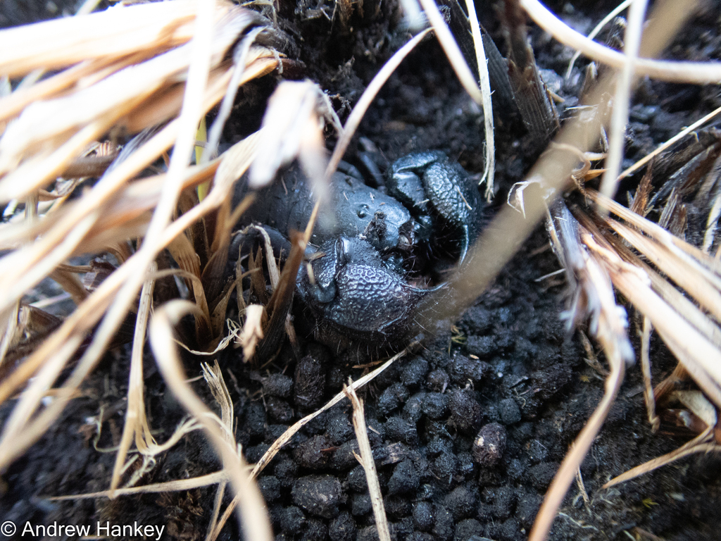 Rock Docile Scorpion in November 2023 by Andrew Hankey · iNaturalist