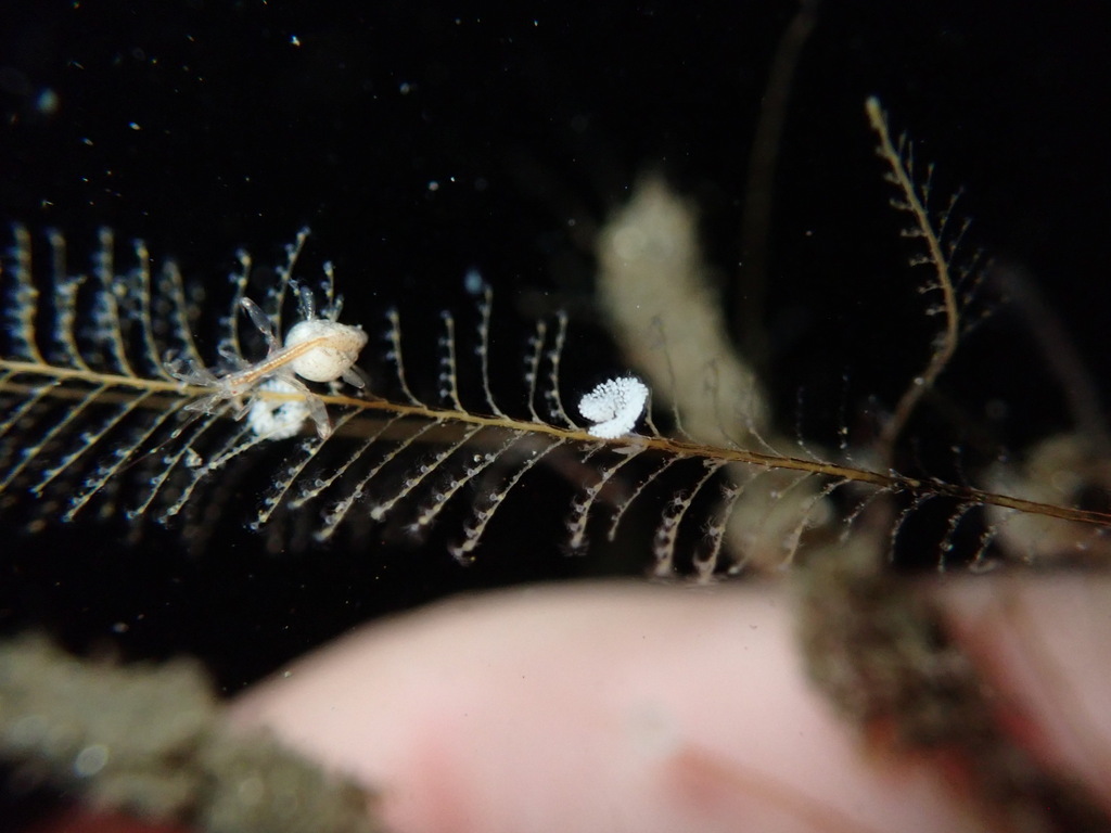 Eubranchus in December 2023 by u_phantasticus · iNaturalist