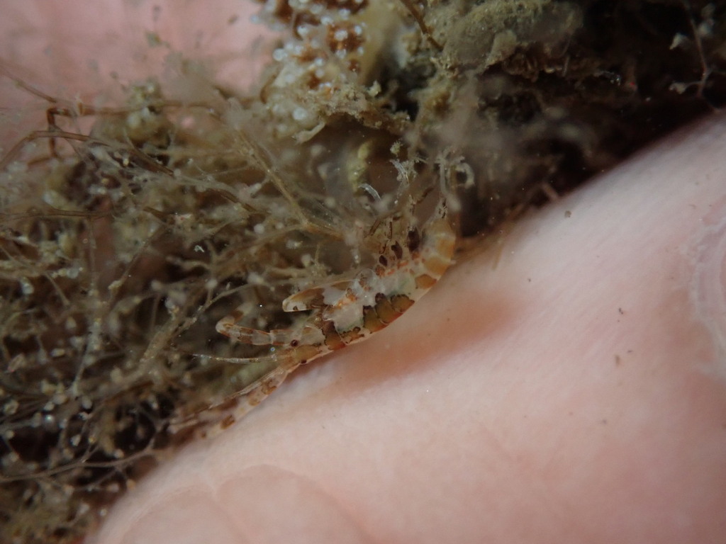 Ischyroceridae in December 2023 by u_phantasticus · iNaturalist