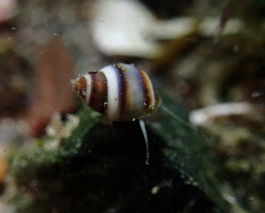 Northern Lacuna from Salish Sea, Oak Bay, BC, CA on December 12, 2023 ...