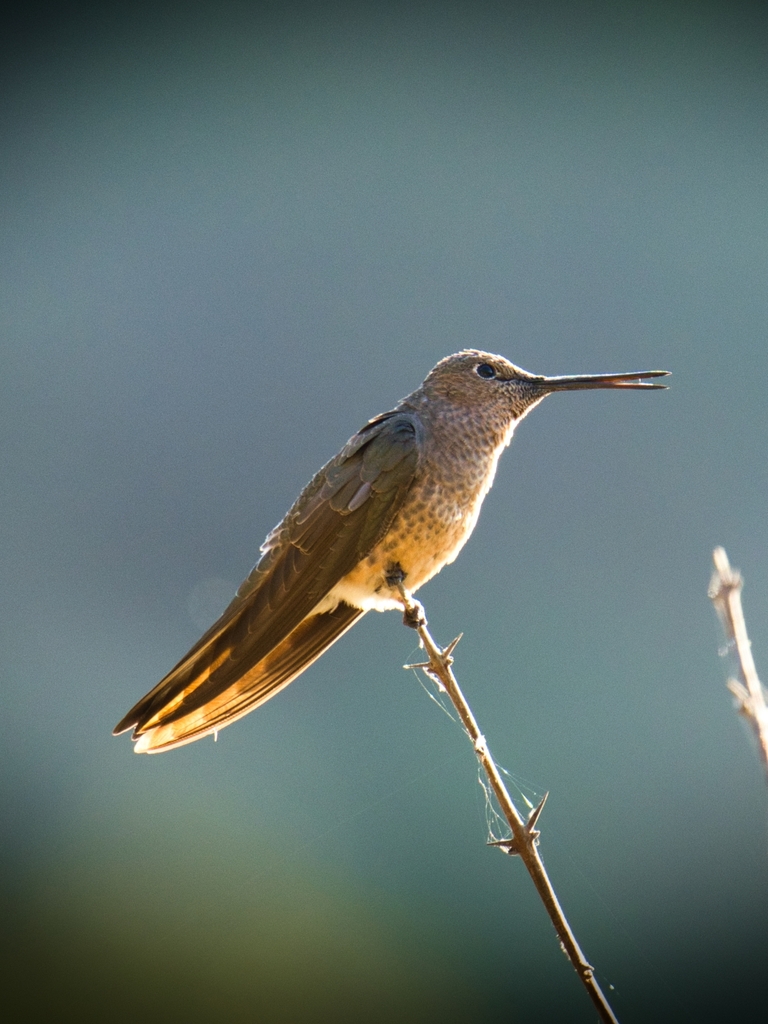 Giant Hummingbird from Talagante, Región Metropolitana, Chile on ...