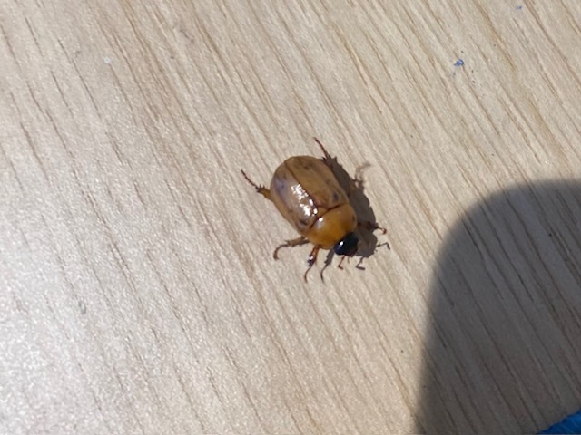 Scarabs from Melbourne VIC, Australia on December 13, 2023 at 06:31 PM ...