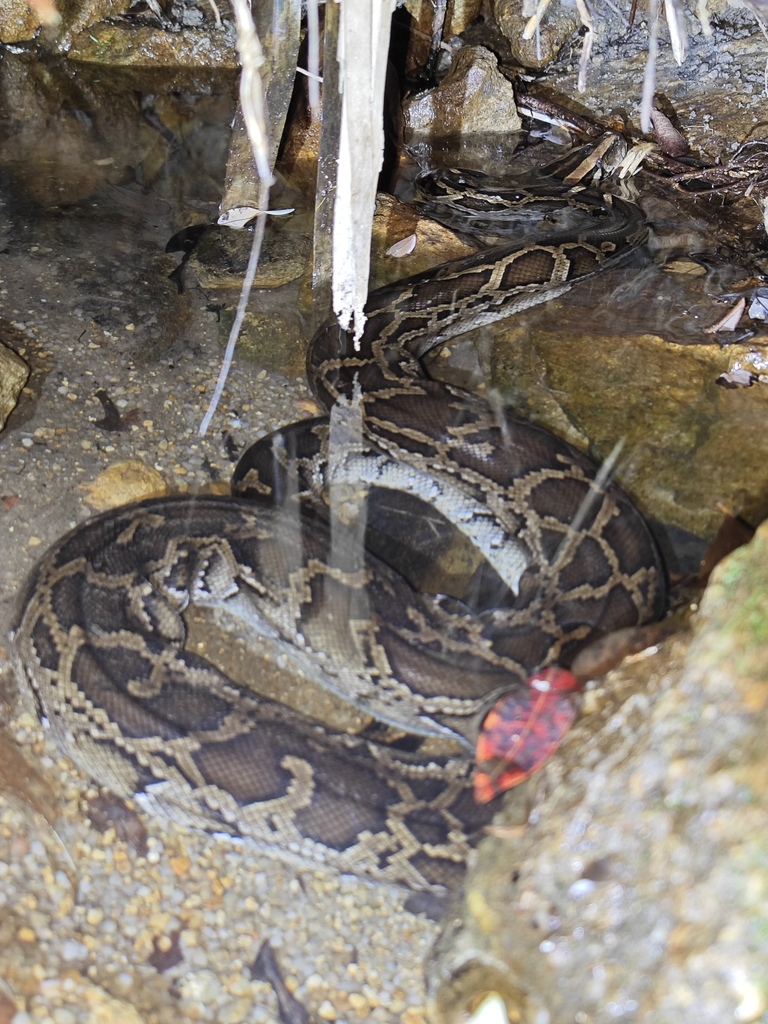 Burmese Python in December 2023 by ivanlee · iNaturalist