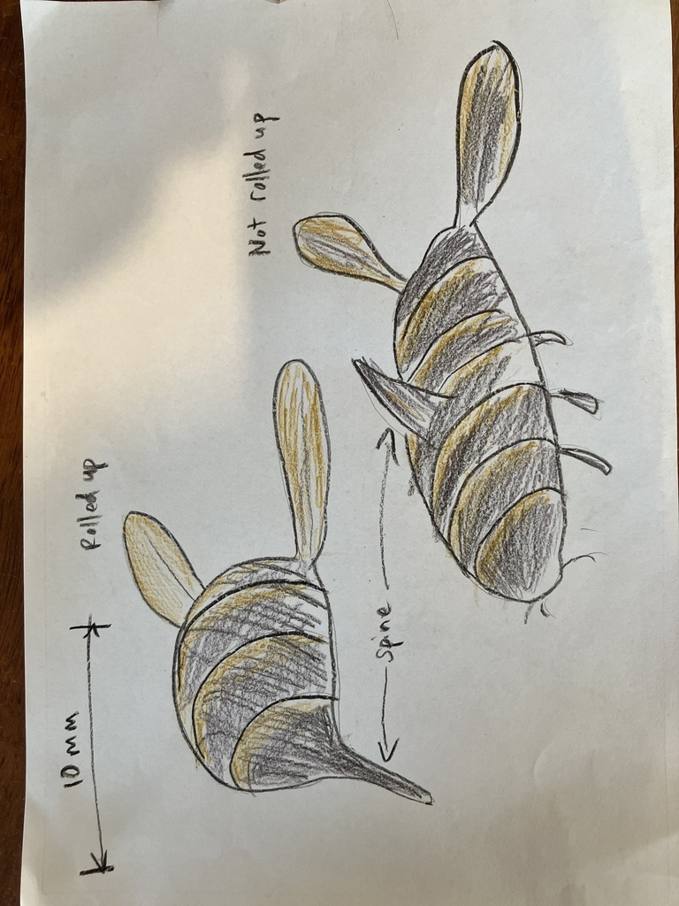 Zuzara venosa from Mount Barron St, Balnarring, VIC, AU on December 12 ...