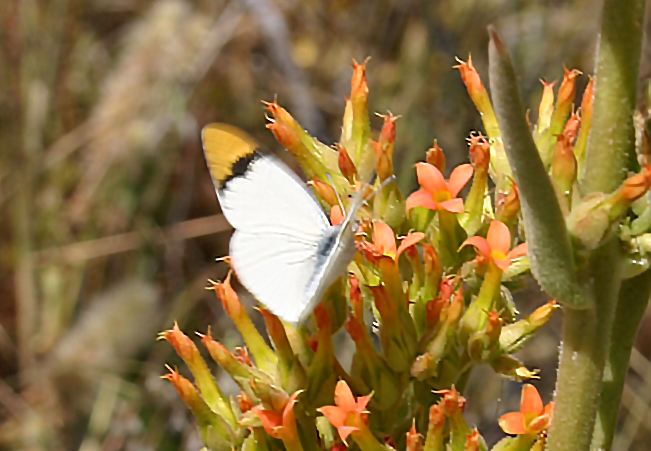 Teracolus agoye bowkeri from Schönfeld, Namibia on April 29, 2005 at 01 ...