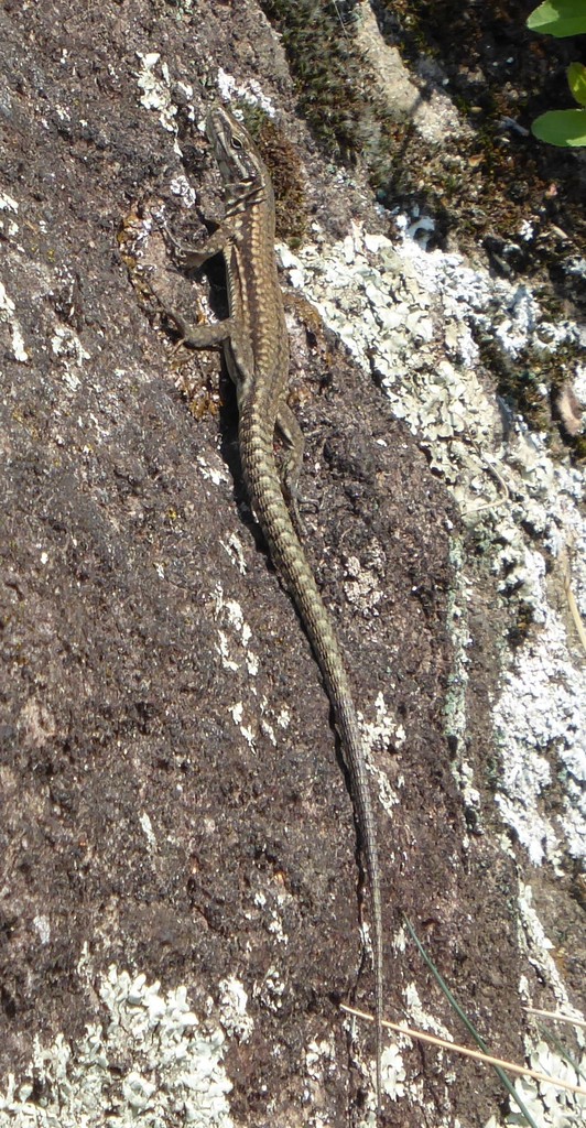 Common Wall Lizard in March 2019 by Vuillermoz · iNaturalist