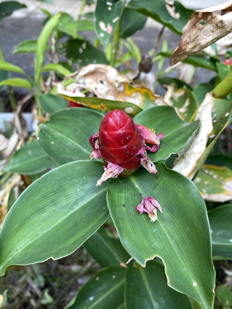 Red Button Ginger from มหาวิทยาลัยราชภัฏนครราชสีมา, เมืองนครราชสีมา, จ. ...