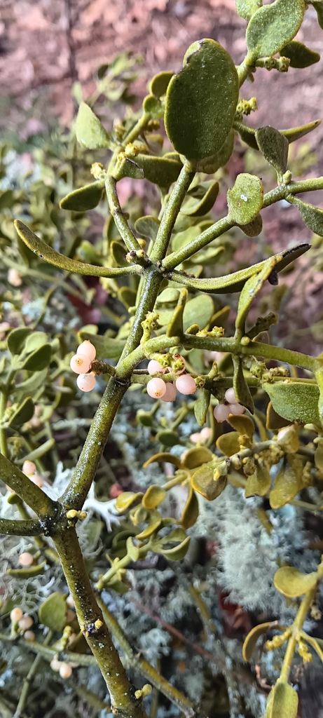 oak mistletoe in December 2023 by O. on a white oak · iNaturalist