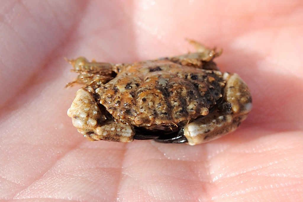 Round Crabs from Port Hedland on December 1, 2023 at 07:28 AM by ...