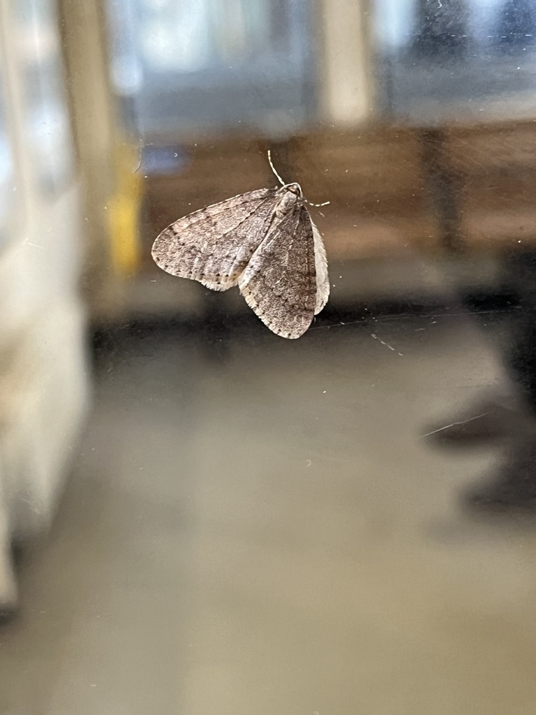 Winter Moth from Ravenscourt Park, London, England, GB on December 13 ...