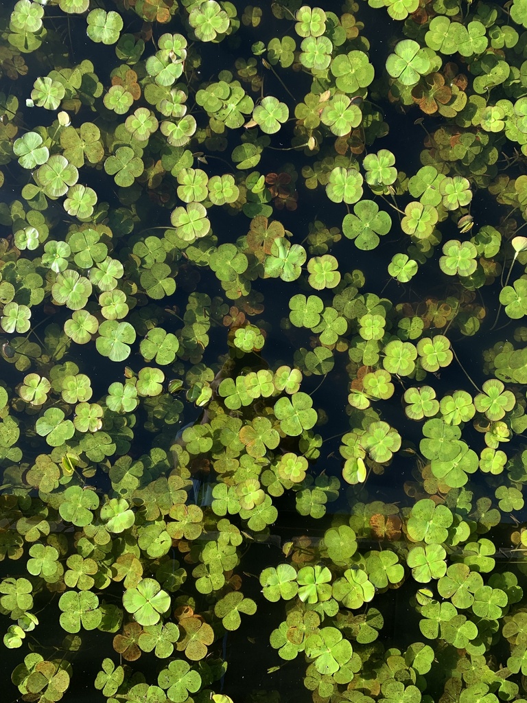 Common Nardoo from Victoria Park/Pakapakanthi, Adelaide, SA, AU on ...
