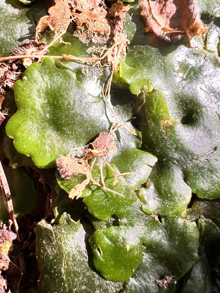Monoclea forsteri from Zealandia Eco-Sanctuary, Wellington, Wellington ...