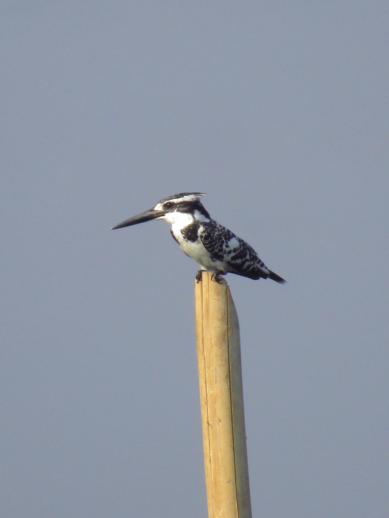 Pied Kingfisher from Dauli Range, Uttarakhand, India on December 12, 2023 at 03:38 PM by Bikkee ...