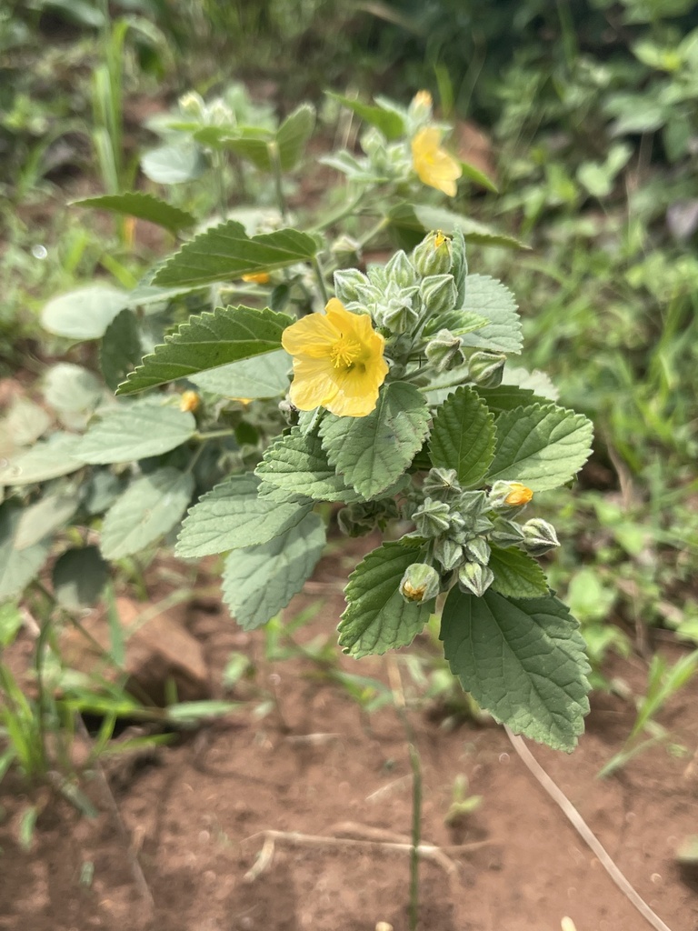 flannel weed from Kirehe, RW on December 13, 2023 at 12:08 PM by Samuel ...