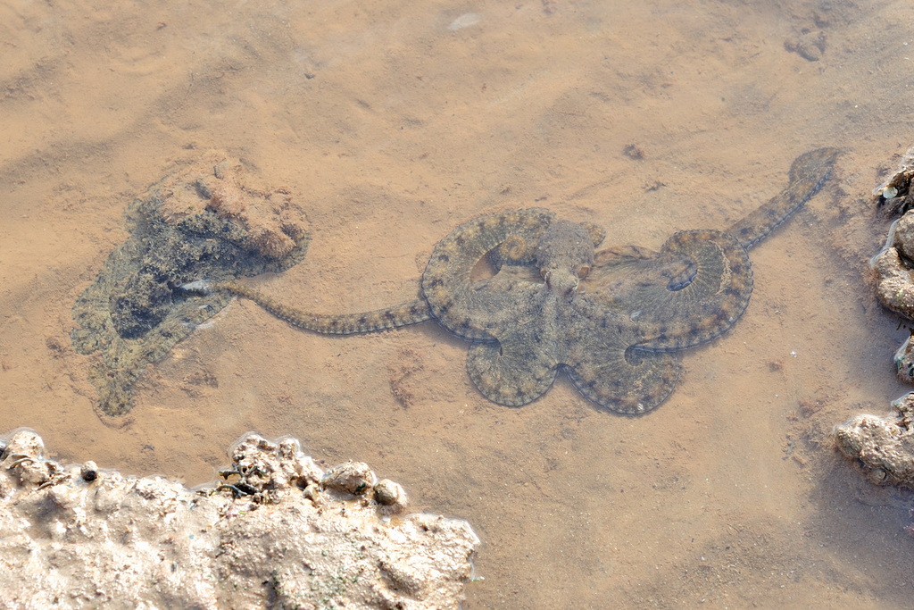 Indo-Pacific Longarm Octopuses from Port Hedland on December 3, 2023 at ...