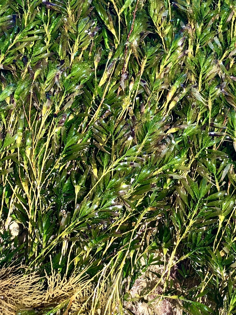 Sea Nymph from Tasman Sea, Ocean Grove, VIC, AU on December 3, 2023 at ...