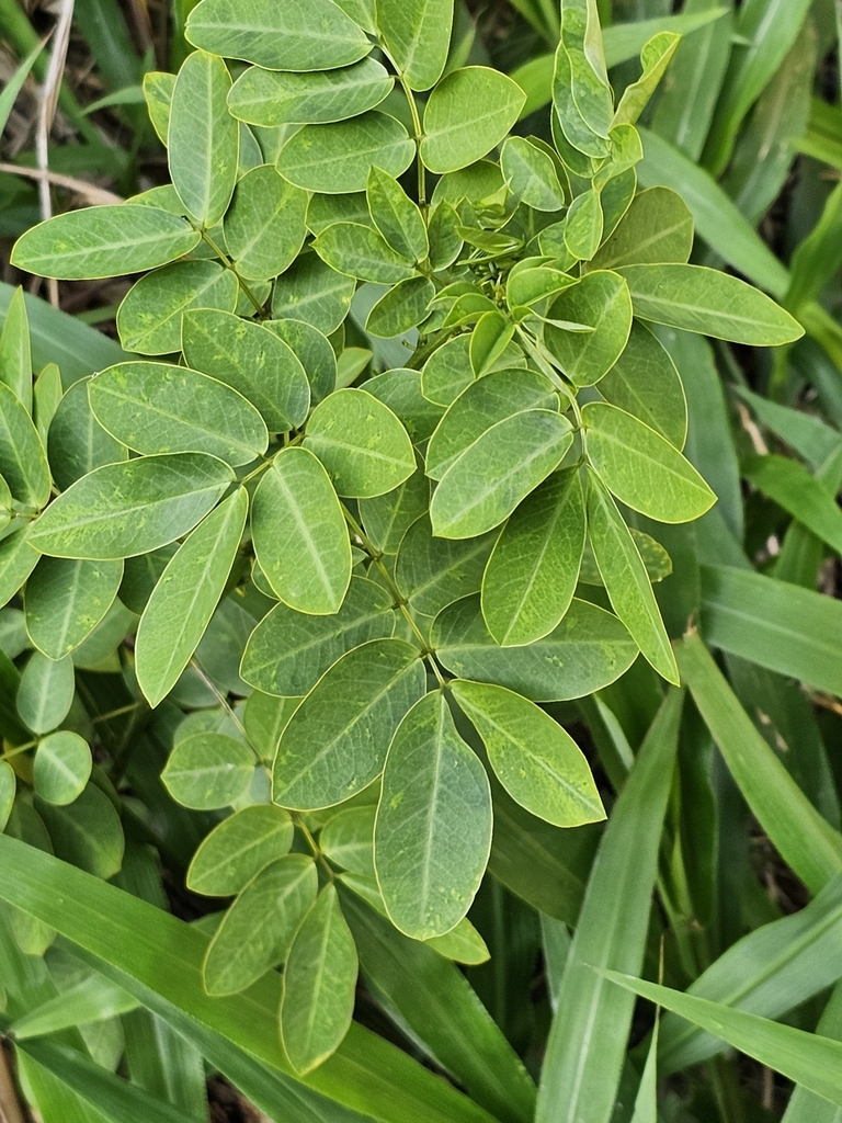 Christmas Senna from Dora Creek NSW 2264, Australia on December 13 ...
