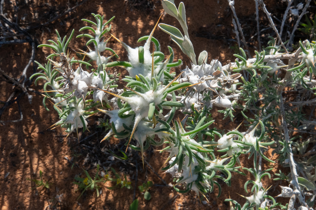 goathead burr from Innamincka SA 5731, Australia on August 2, 2023 at ...