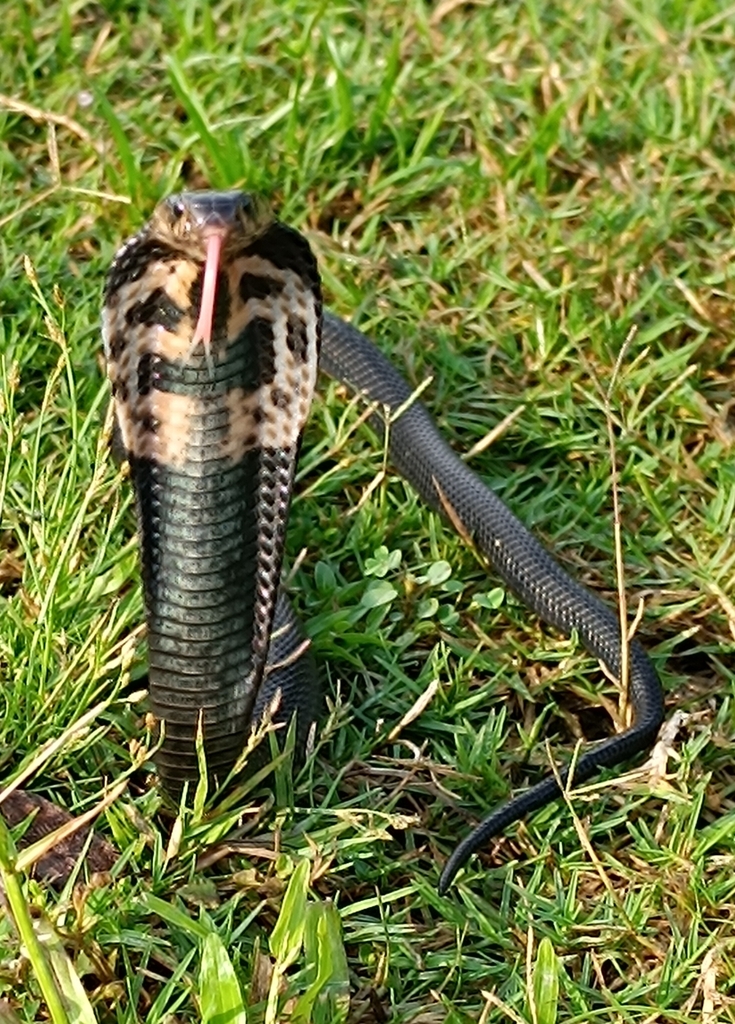 Equatorial Spitting Cobra from Kampung Siliau Ilir, Rantau, Negeri ...