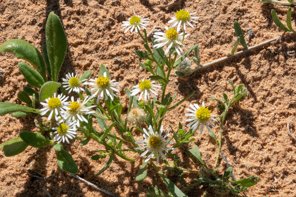 Calotis plumulifera from Innamincka SA 5731, Australia on August 2 ...