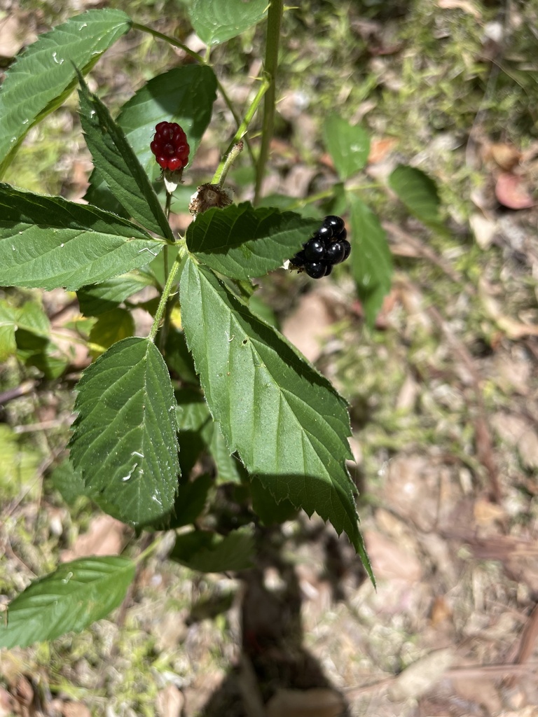 European blackberry complex in December 2023 by LFW-ScenicRim · iNaturalist