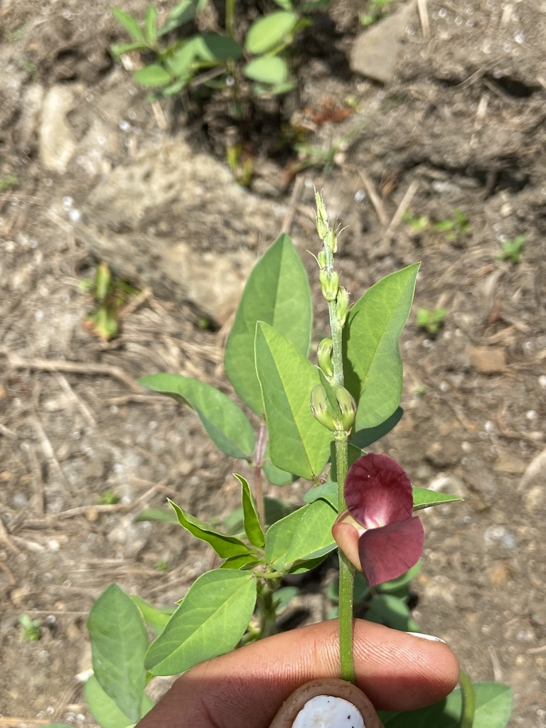 Phasey Bean from Coral Cove, QLD, AU on December 13, 2023 at 11:08 AM ...