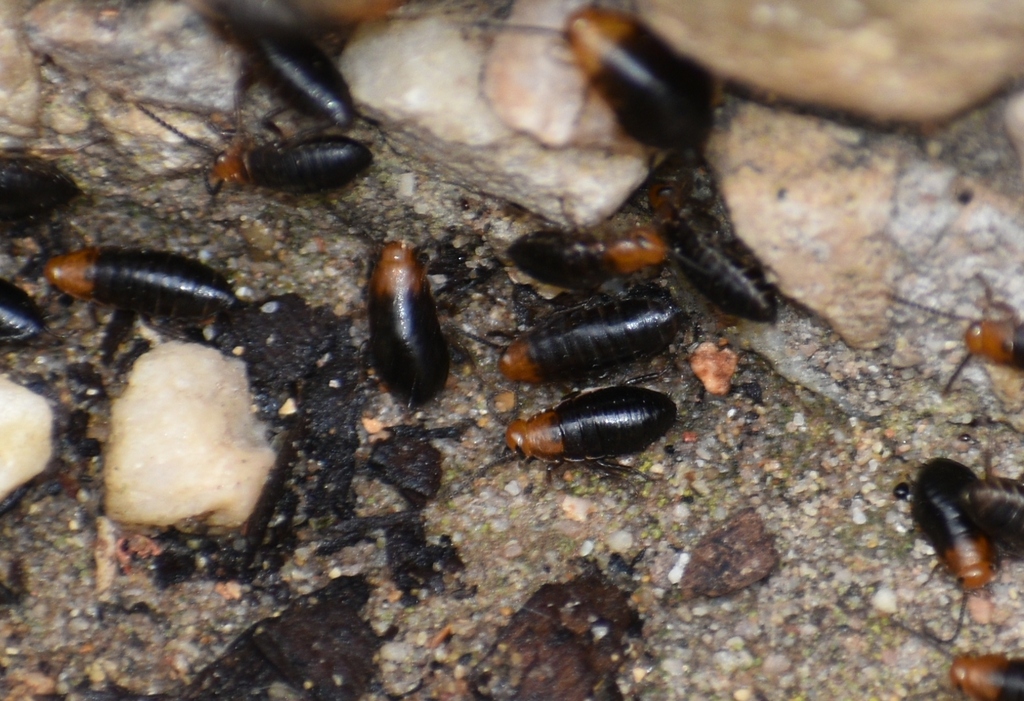 Red-headed Cockroach in December 2023 by Louise Creed · iNaturalist