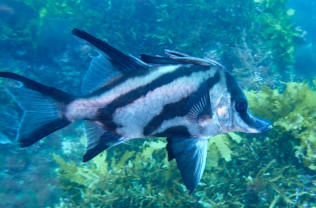 Longsnout Boarfish from Harvey, AU-WA, AU on December 10, 2023 at 10:58 ...