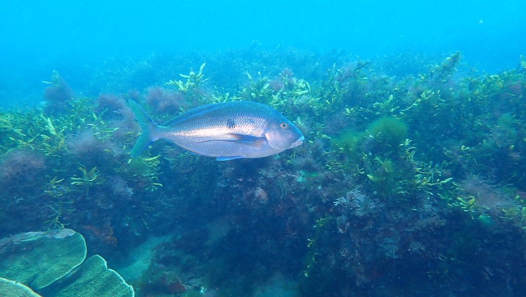 Blue Morwong on December 10, 2023 at 10:53 AM by shanediver · iNaturalist
