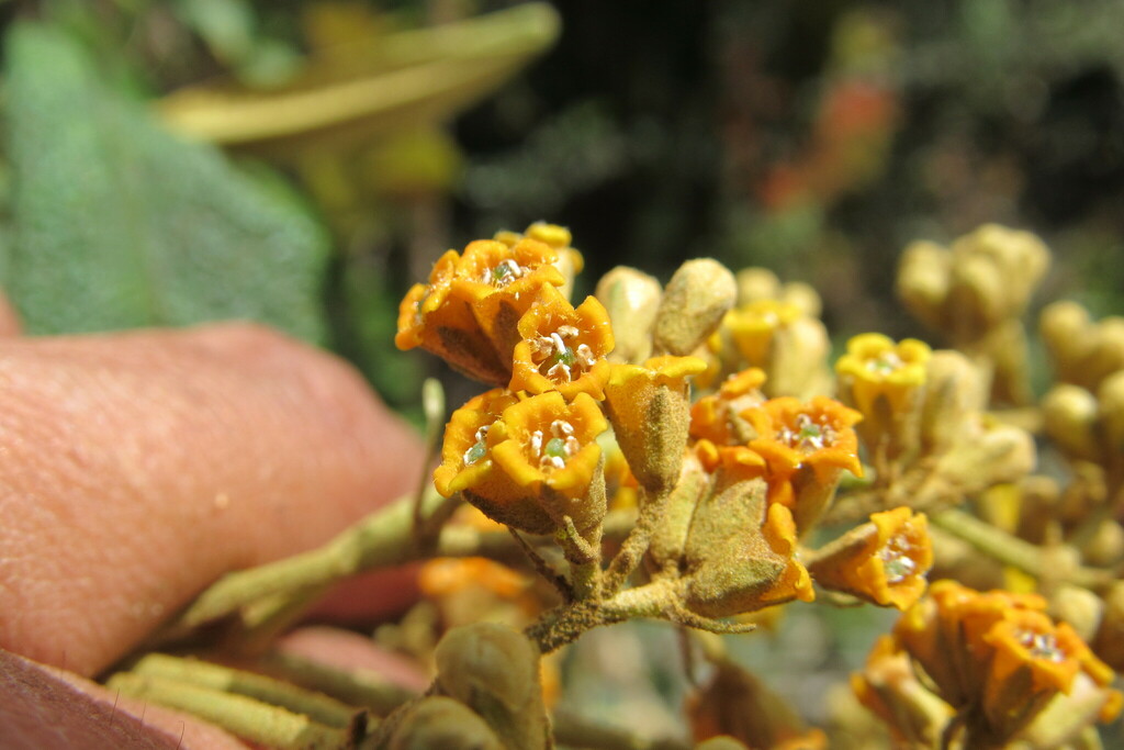 Buddleja bullata desde Villapinzón, Cundinamarca, Colombia el 29 de ...
