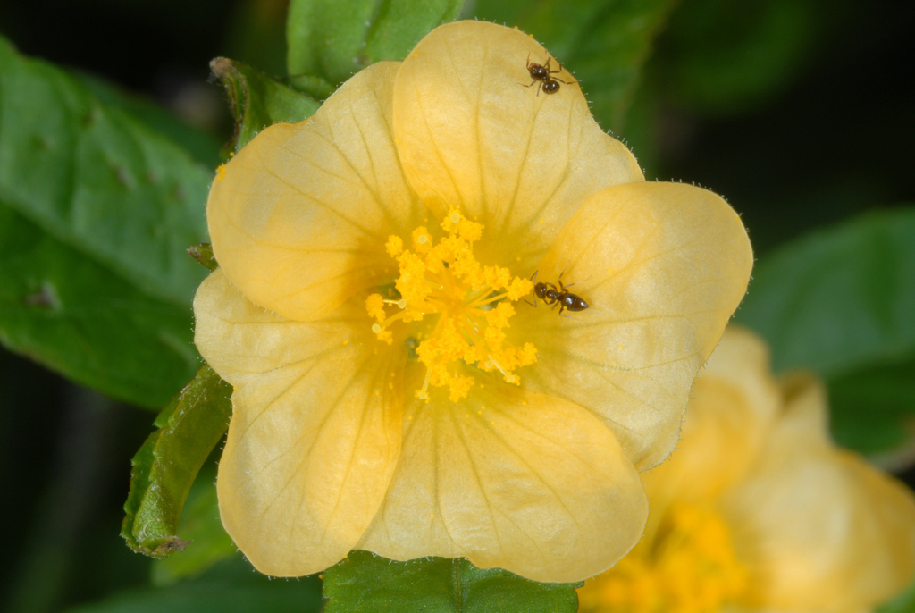 Common Fanpetals from North Miami, FL, USA on November 18, 2023 at 01: ...