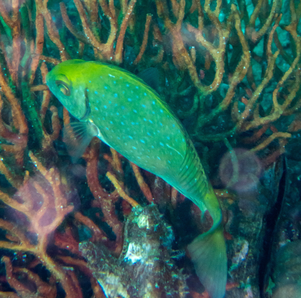 White-spotted rabbitfish from Ko Bida Nok, Ao Nang, Mueang Krabi ...