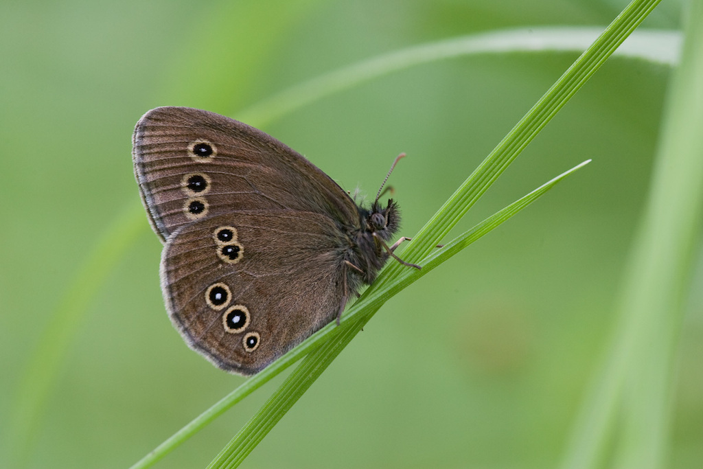 Ringlet from 51800 Sivry-Ante, France on June 20, 2009 at 04:48 PM by ...
