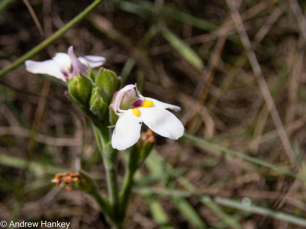 Spectacles from Ehlanzeni, Mpumalanga, South Africa on November 23 ...