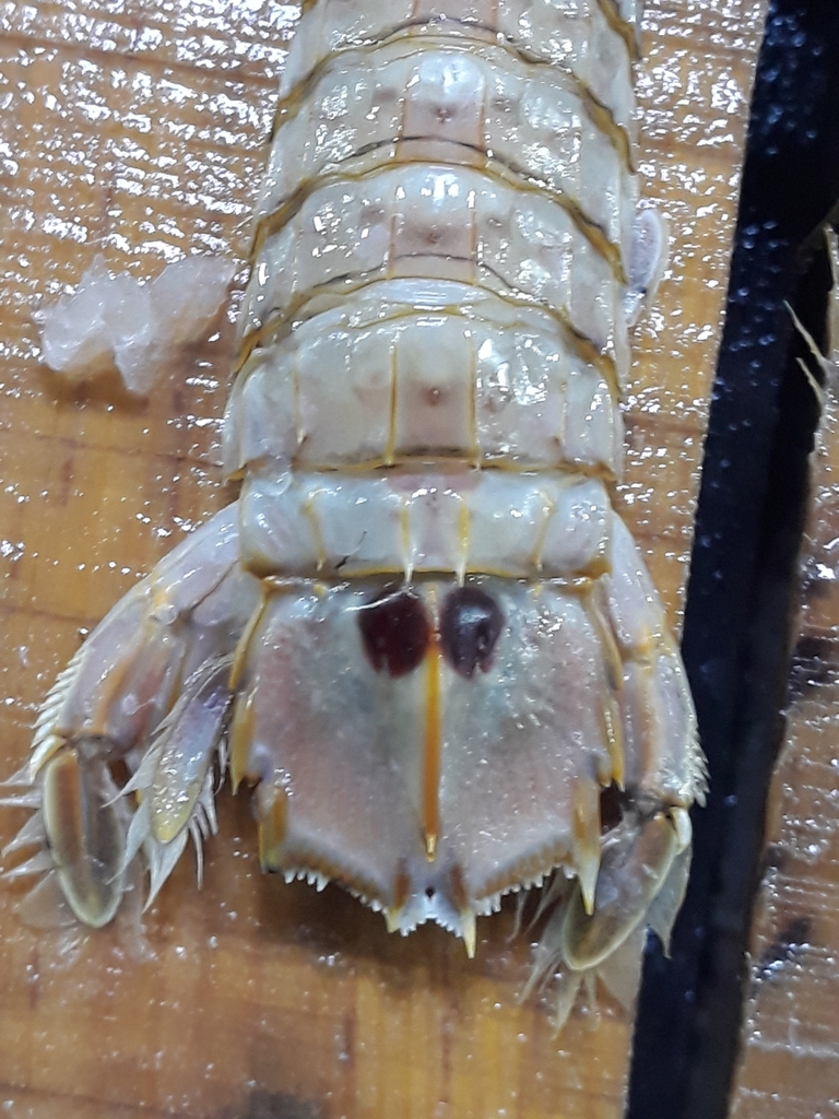 Spot-tail Mantis Shrimp from El Marsa, DZ-SK, DZ on December 13, 2023 ...