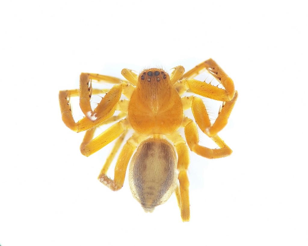 Huntsman Spiders from 8JG3+732 Estación Científica Yasuní PUCE ...