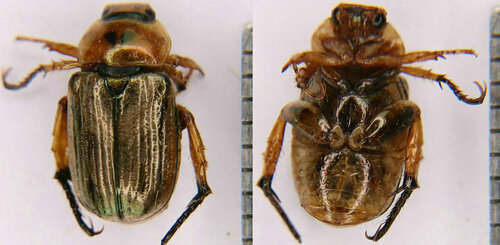 Adoretosoma elegans · iNaturalist