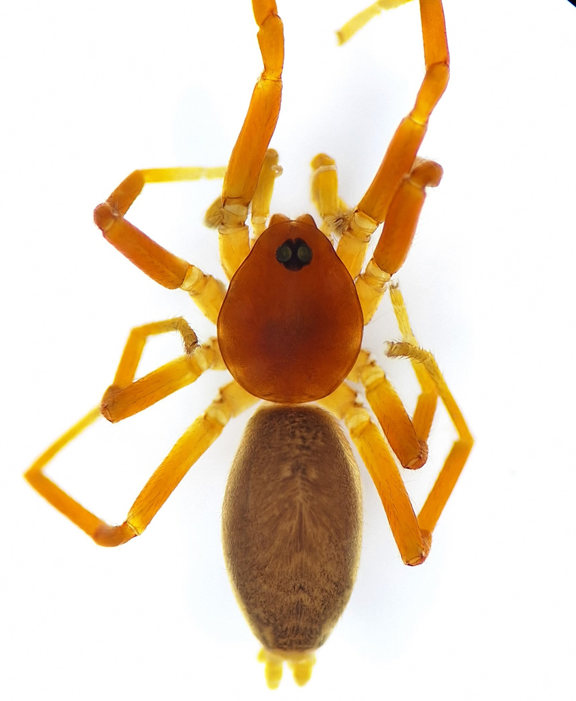 Nops from 8JG3+732 Estación Científica Yasuní PUCE, Orellana, Ecuador ...