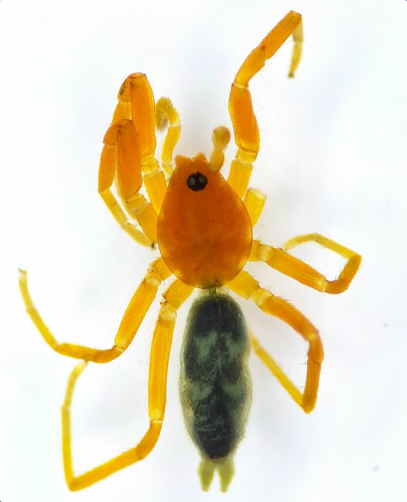 Nops quito from 8JG3+732 Estación Científica Yasuní PUCE, Orellana ...