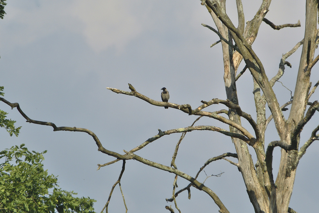 Hooded Crow from Province of Varese, Italy on June 6, 2023 at 09:26 AM ...